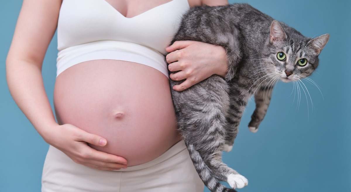¿qué Es La Toxoplasmosis Conoce Los Síntomas Y Cómo Se Transmite Esta